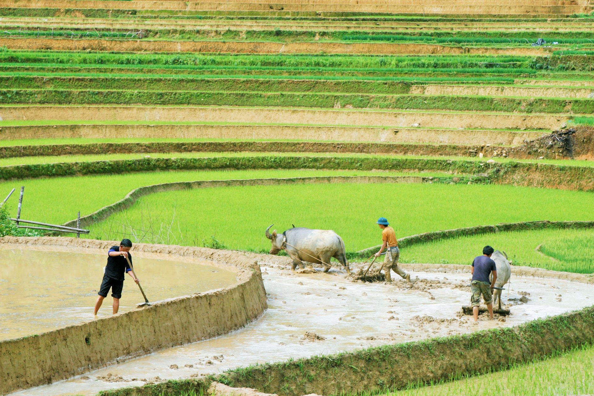 Bac Ha Sunday Market Tour – Sa Pa Trek (3 days 4 nights) - Sapa ...